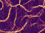 Statistical and Biological Physics - LMU Munich
